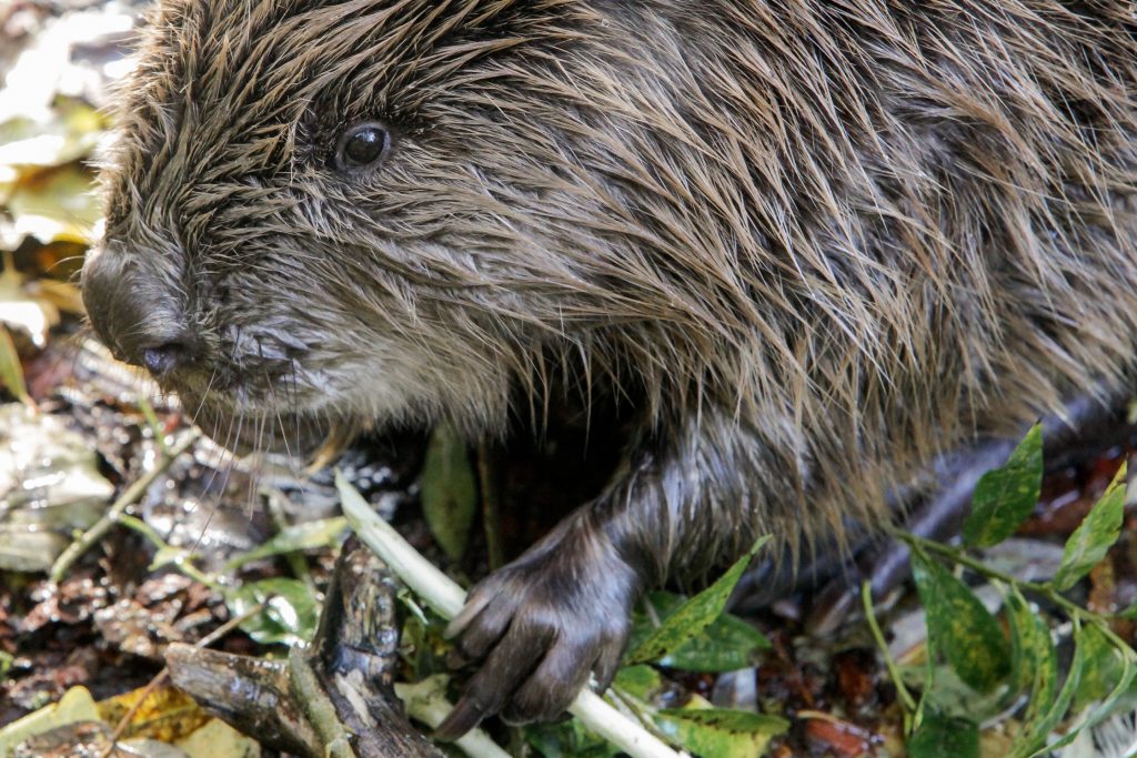 biber – Ralph Sturm